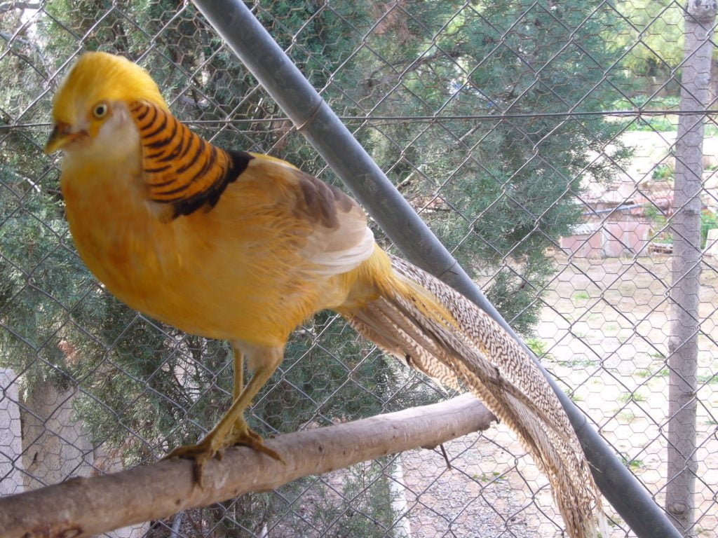 Faisanes | Cría y Venta de Faisanes