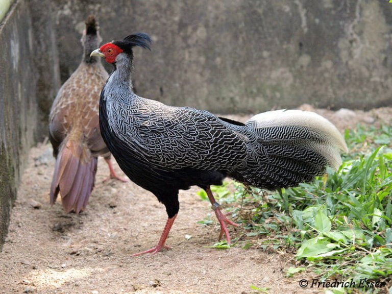 FAISAN LINEADO | Cría y Venta de Faisanes