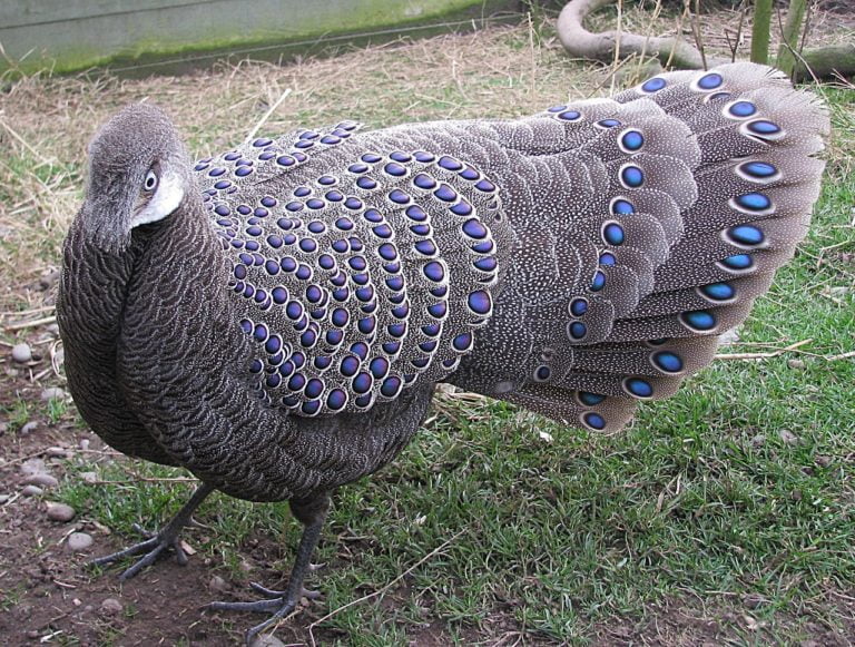 Faisanes | Cría y Venta de Faisanes