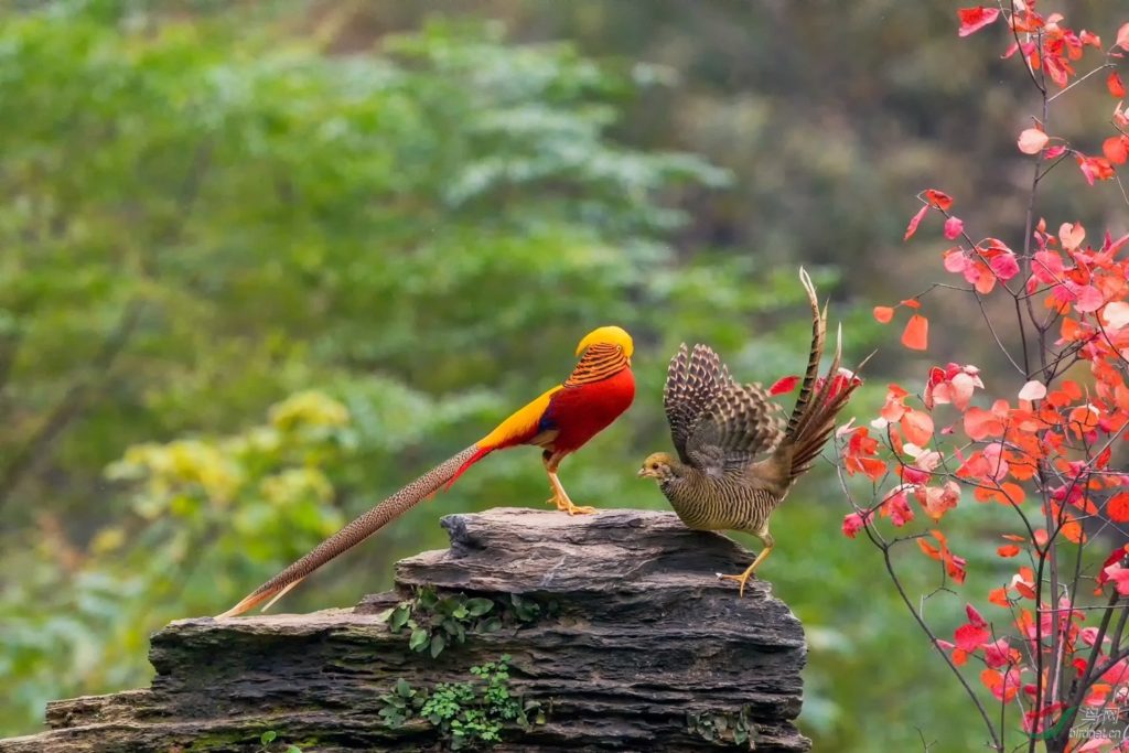 FAISAN DORADO | Cría y Venta de Faisanes