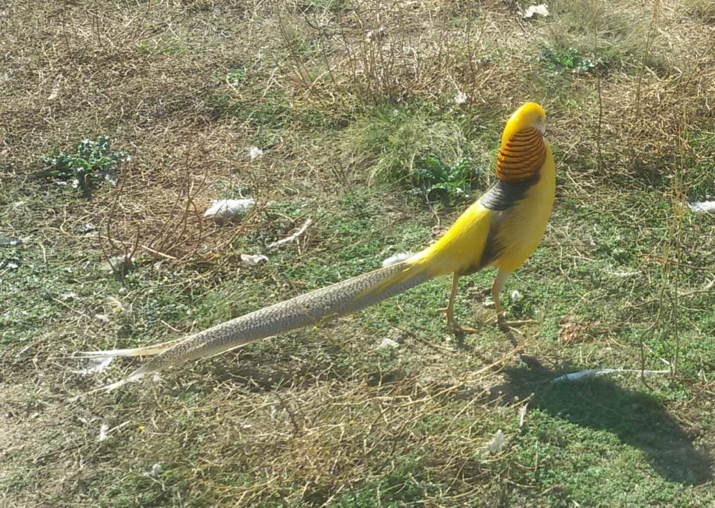 FAISAN AMARILLO | Cría y Venta de Faisanes