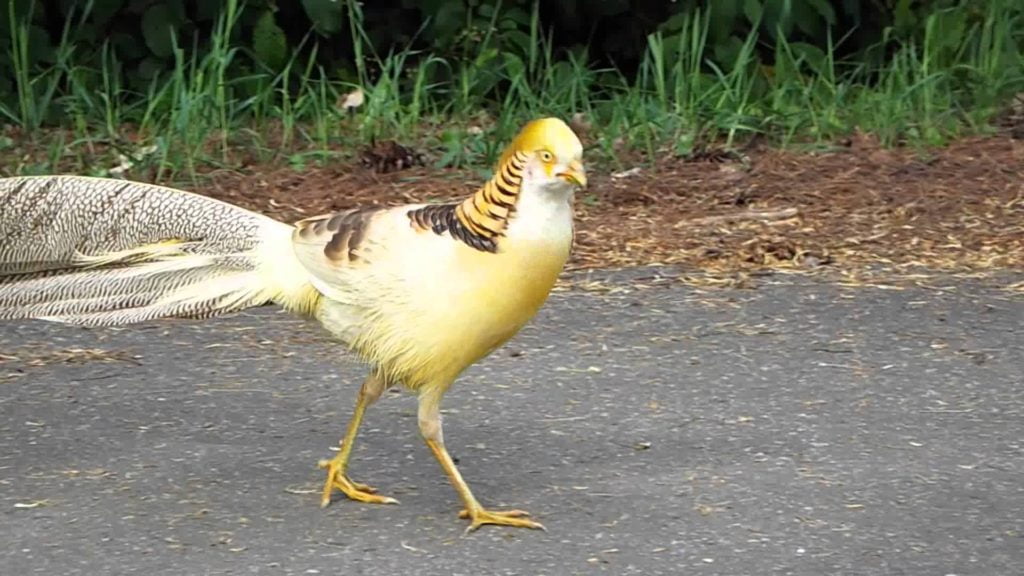 FAISAN AMARILLO | Cría y Venta de Faisanes