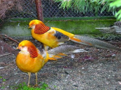 FAISAN AMARILLO | Cría y Venta de Faisanes