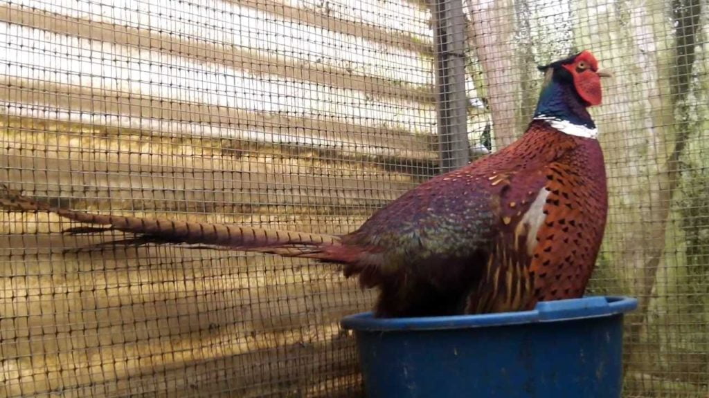 FAISAN COMUN Y TENEBROSO | Cría y Venta de Faisanes