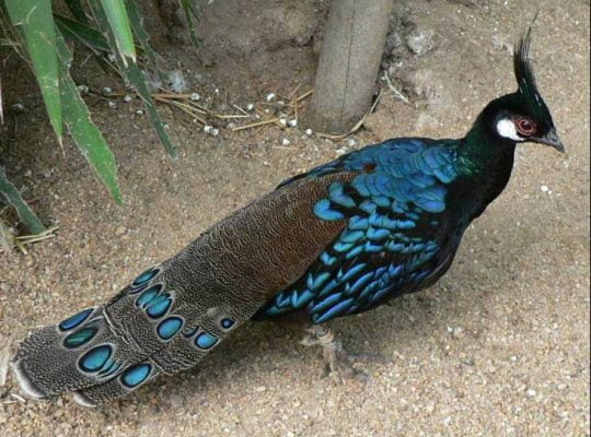 Cría de Faisanes | Cría y Venta de Faisanes