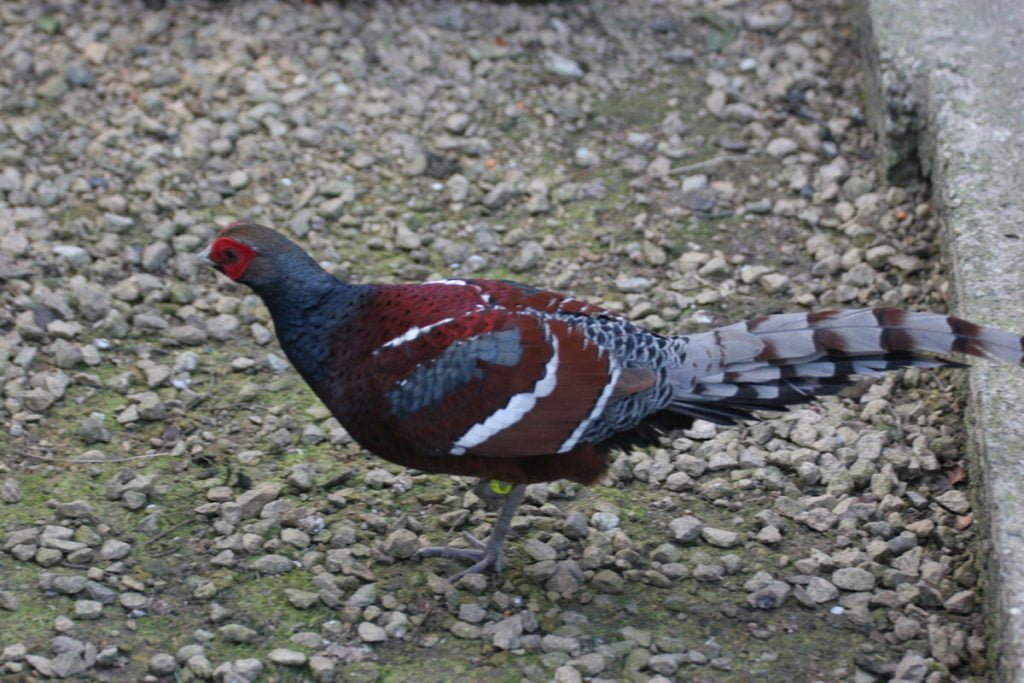 Faisanes | Cría y Venta de Faisanes