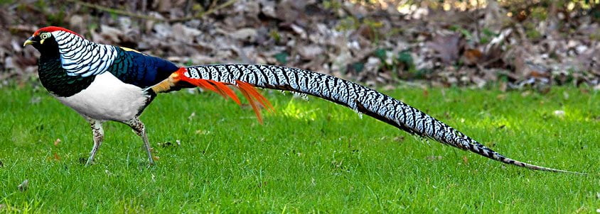 LADY AMHERST`S – Cría y Venta de Faisanes