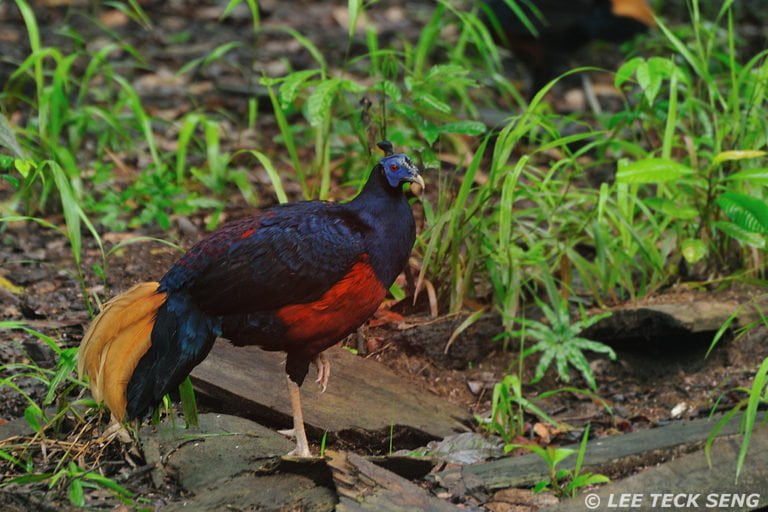 FAISAN NOBLE DE BORNEO | Cría y Venta de Faisanes
