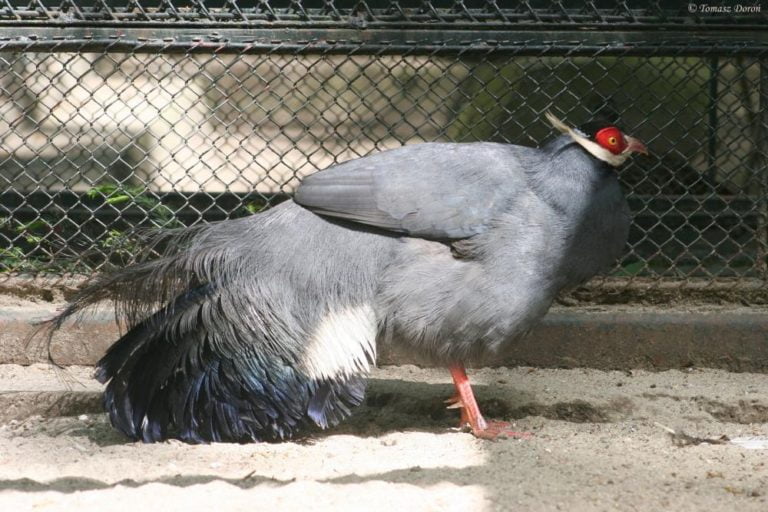 FAISAN OREJUDO AZUL | Cría y Venta de Faisanes