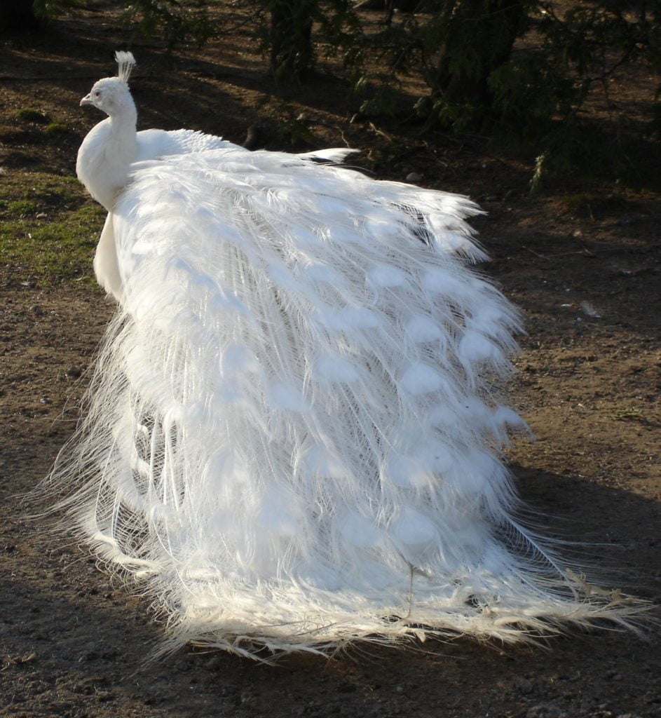 PAVO REAL BLANCO | Cría y Venta de Faisanes PAVO REAL BLANCO | Cría y Venta de Faisanes