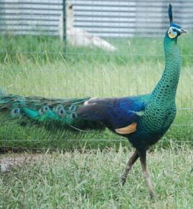 PAVO VERDE DE JAVA | Cría y Venta de Faisanes