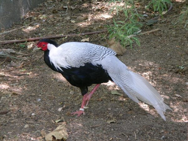 FAISAN PLATEADO | Cría y Venta de Faisanes