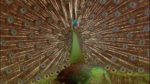 PAVO VERDE DE JAVA | Cría y Venta de Faisanes