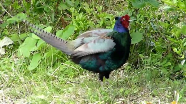 FAISAN VERSICOLOR | Cría y Venta de Faisanes