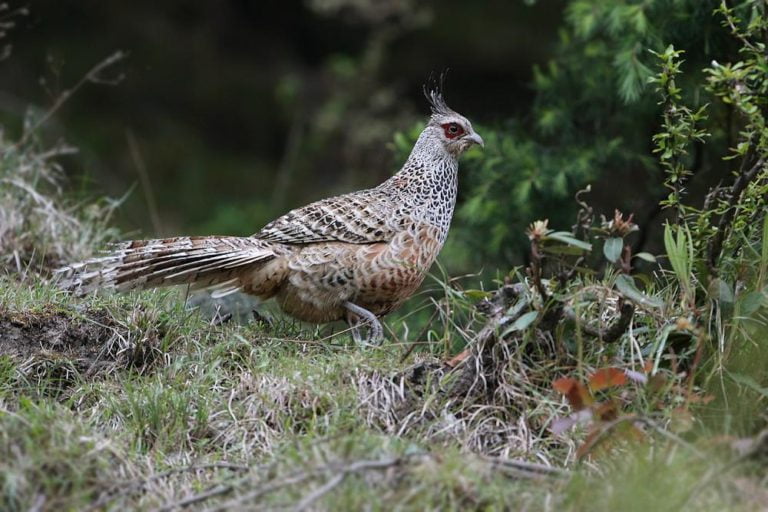 FAISAN WALLICH O CHEER | Cría y Venta de Faisanes