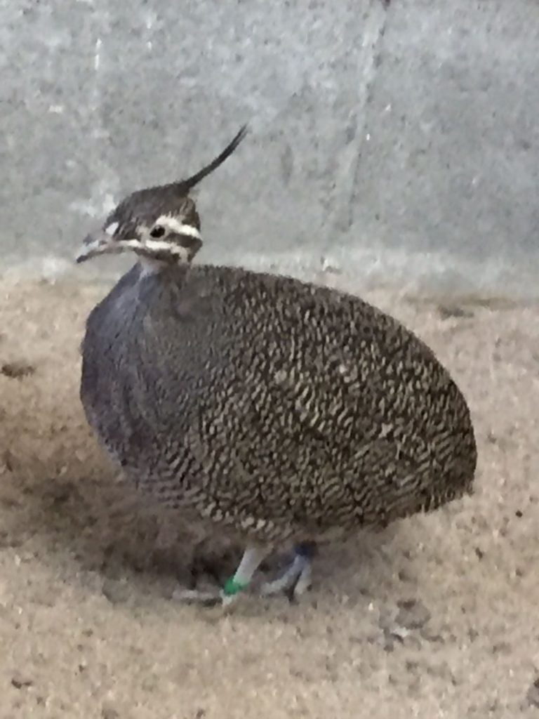 PERDIZ GRIEGA BLANCA | Cría y Venta de Faisanes