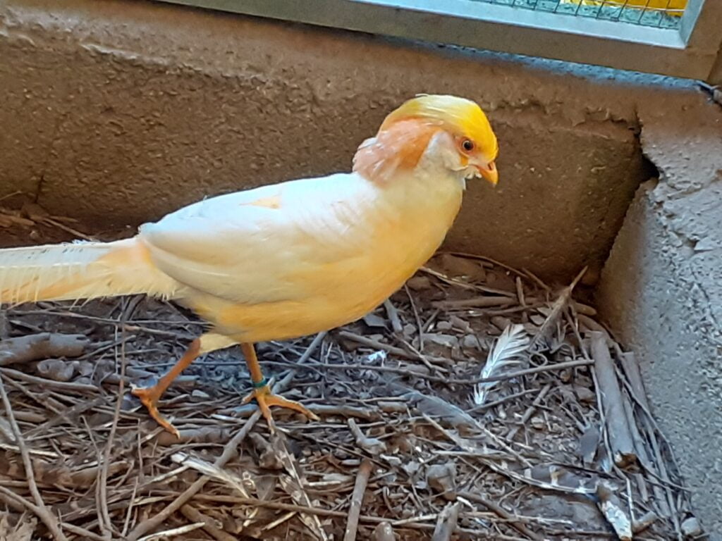 FAISAN AMARILLO MELOCOTON | Cría y Venta de Faisanes