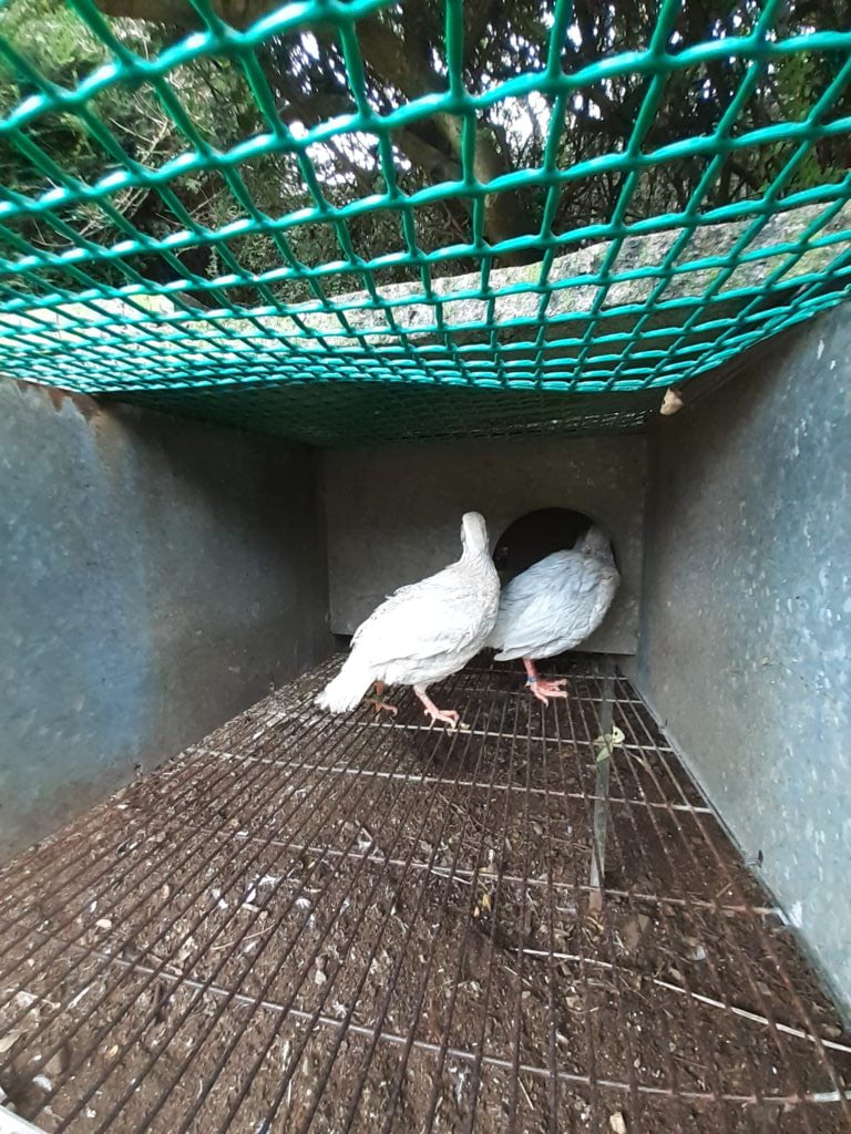 PERDIZ PLATA | Cría y Venta de Faisanes